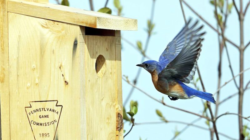 Time to ready bluebird nesting boxes | News, Sports, Jobs - The Express